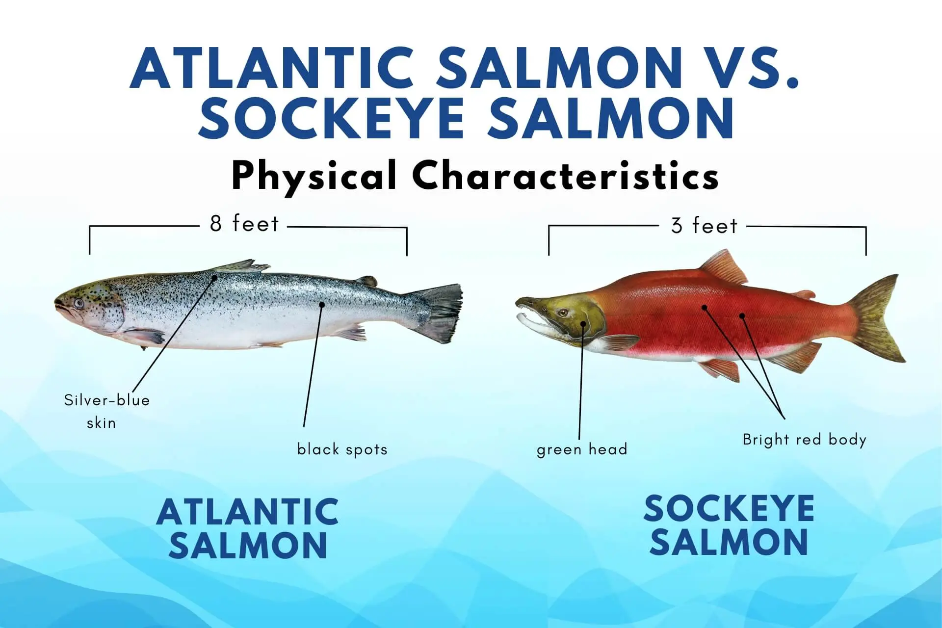 Sockeye or Atlantic Salmon: A Complete Comparison Guide | bigwritehook